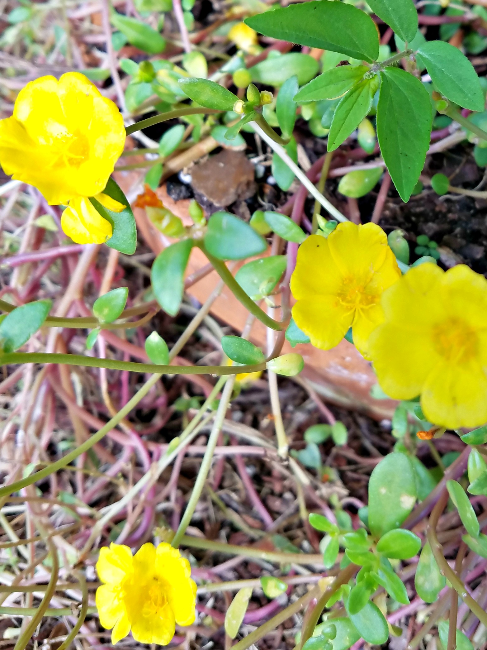 Hurricane Irma - Will Flowers Still Exist After Today In Florida ...