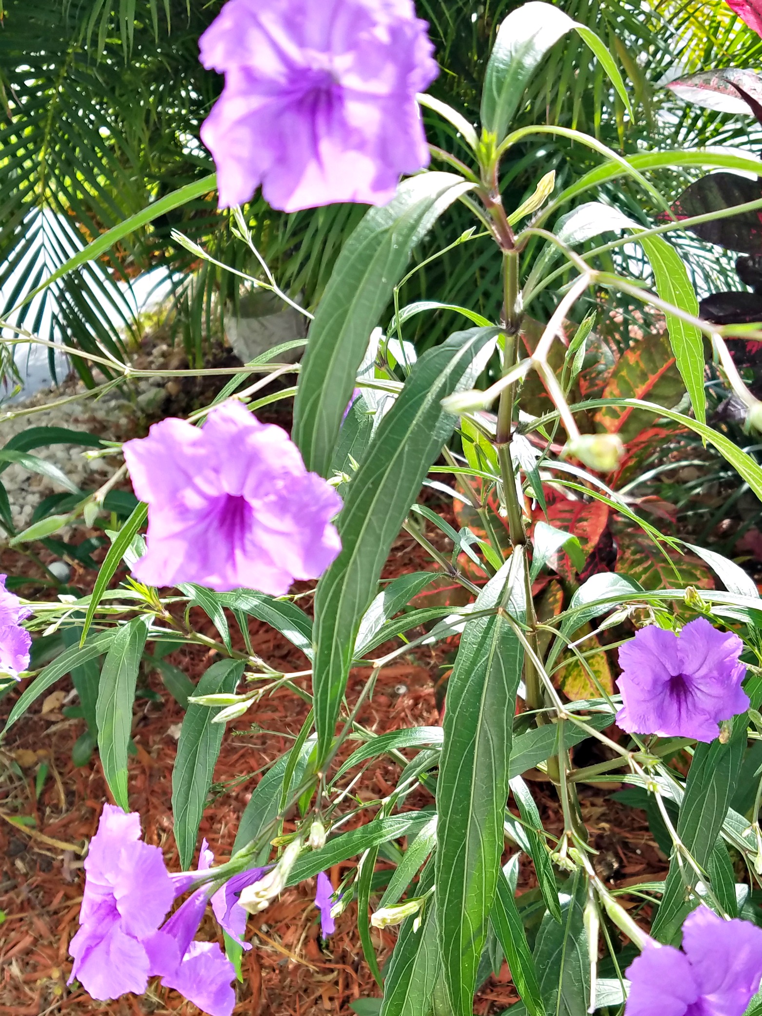 Hurricane Irma - Will Flowers Still Exist After Today In Florida ...